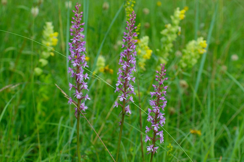 Manina rosea – Sentieri Natura Mussolente